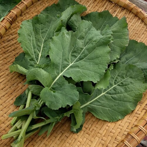 USA SELLER Walking Stick Kale 50 Seeds HEIRLOOM - Etsy