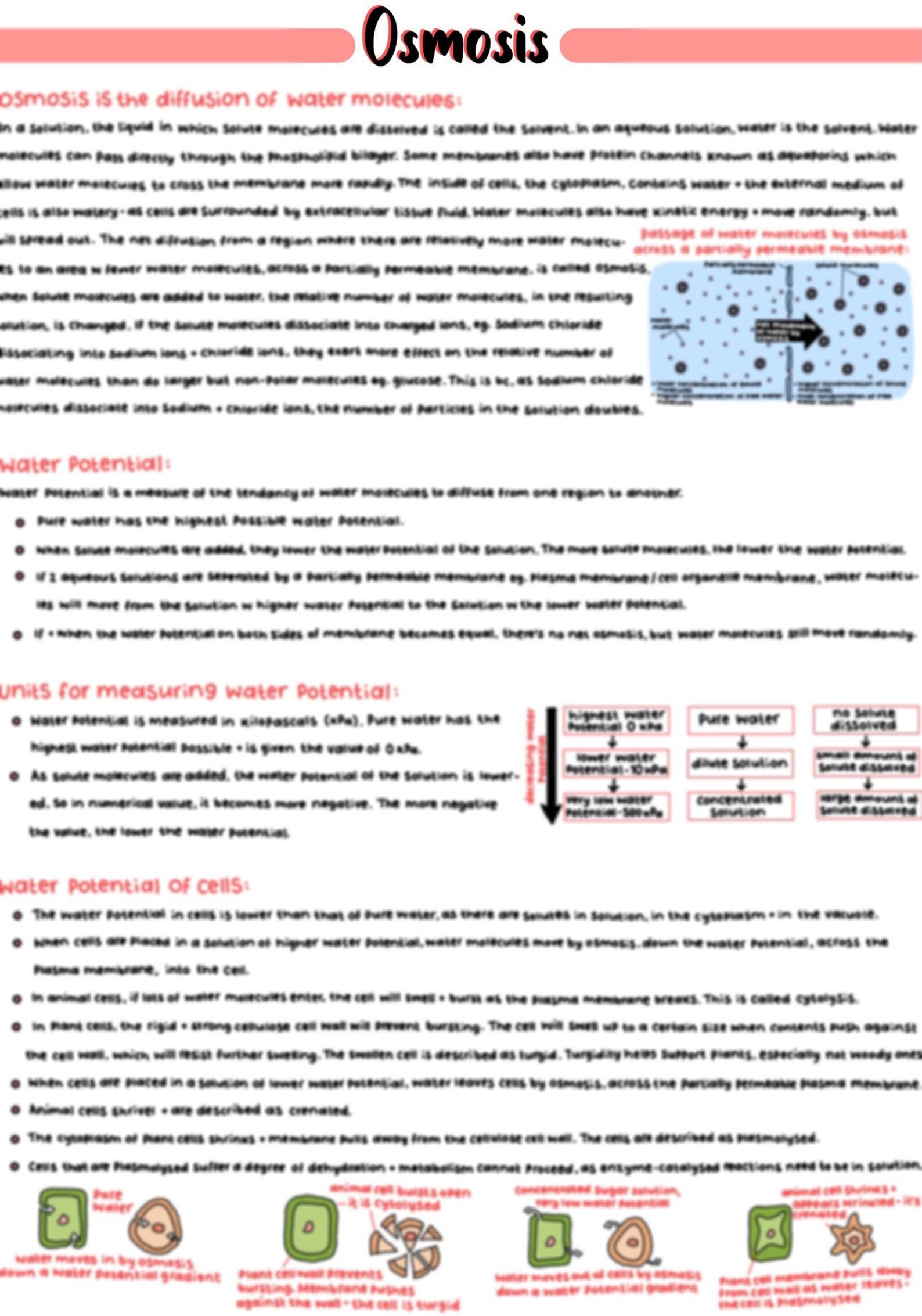 OCR A-level Biology Notes: 2.5 BIOLOGICAL MEMBRANES A4 Printable - Etsy