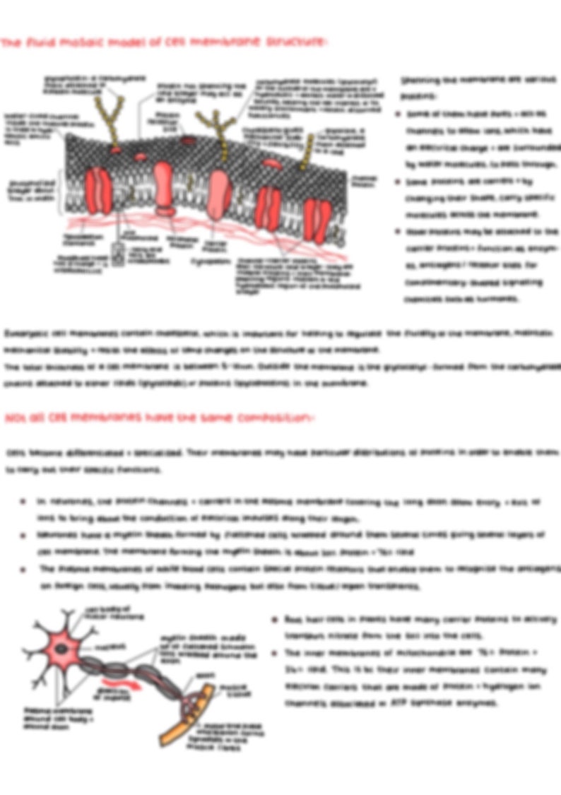 OCR A-level Biology Notes: 2.5 BIOLOGICAL MEMBRANES A4 Printable - Etsy