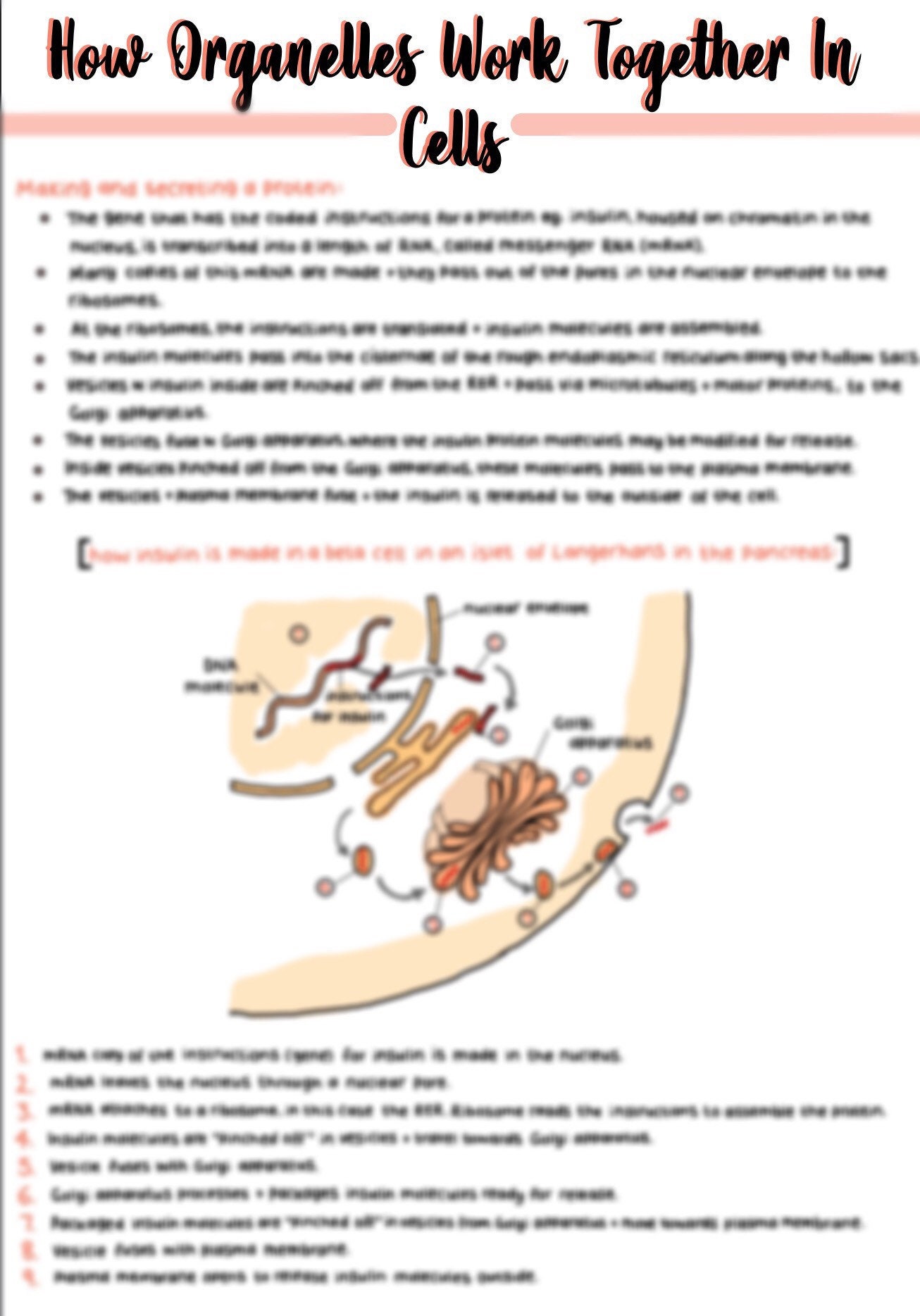 OCR A-level Biology Notes: 2.1 CELL STRUCTURE A4 Printable - Etsy UK