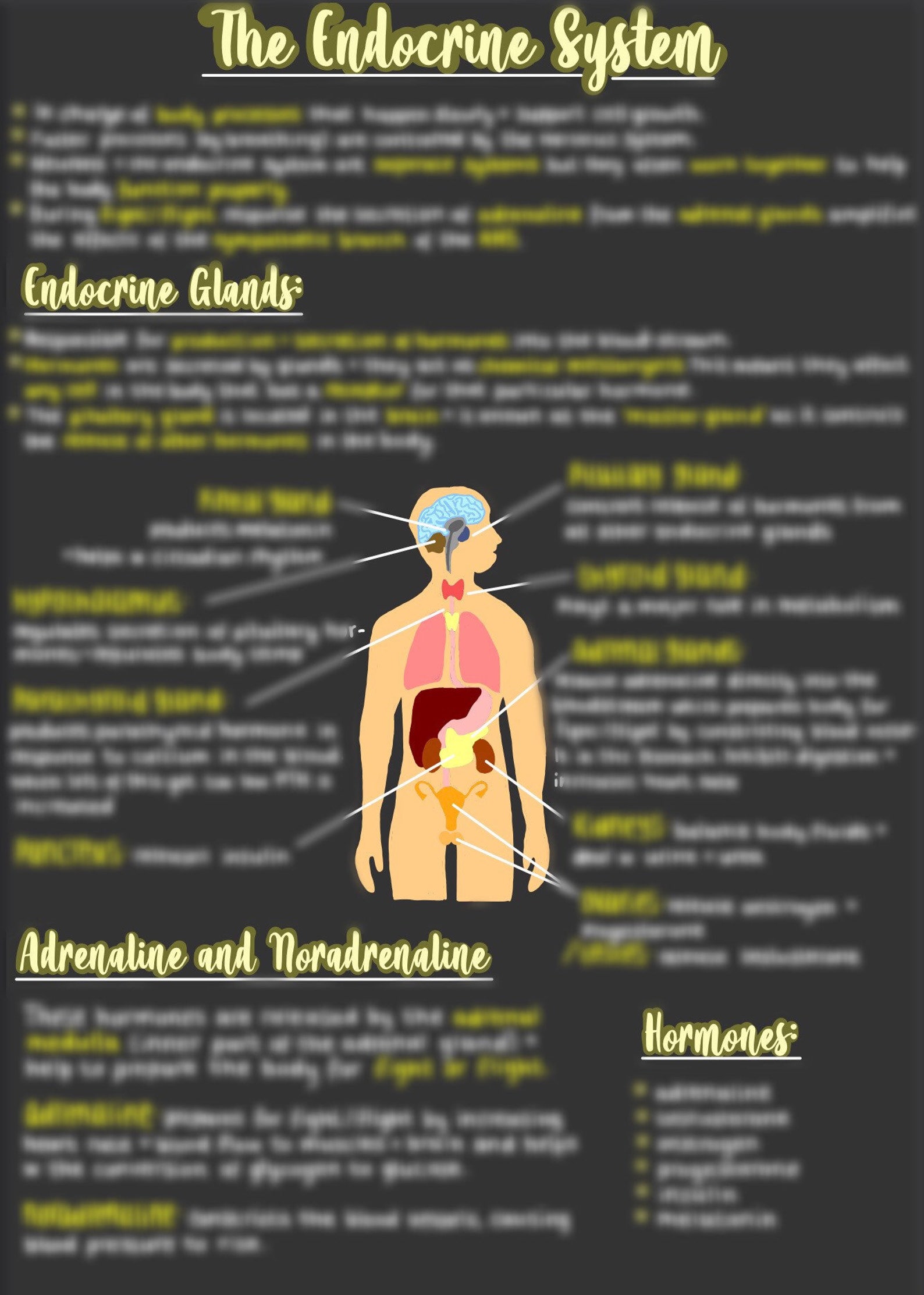 AQA A-level Psychology: Biopsychology. Full Condensed Notes - Etsy UK