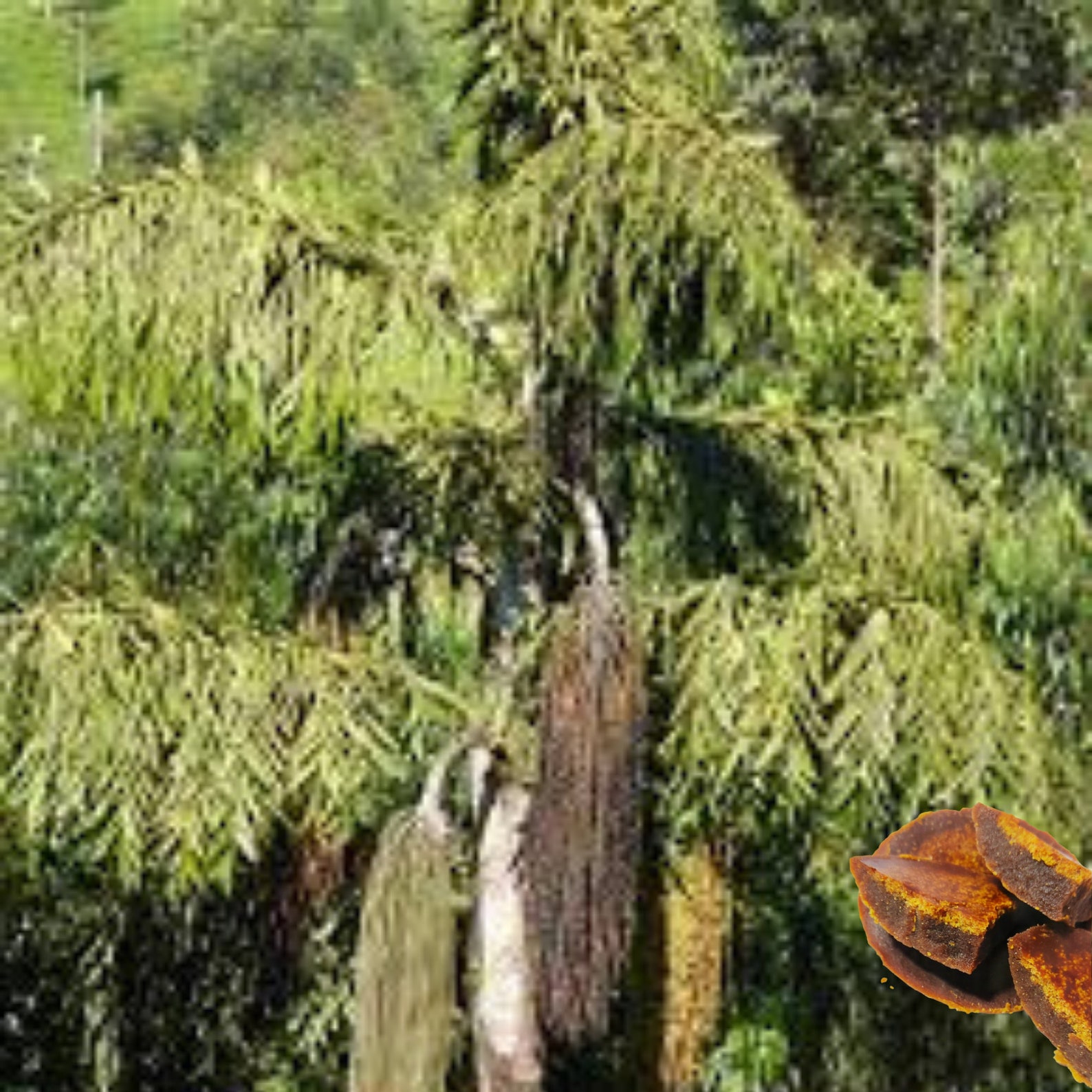 Plam jaggery 100% Home Made Kithul Hakuru Made From Pure | Etsy