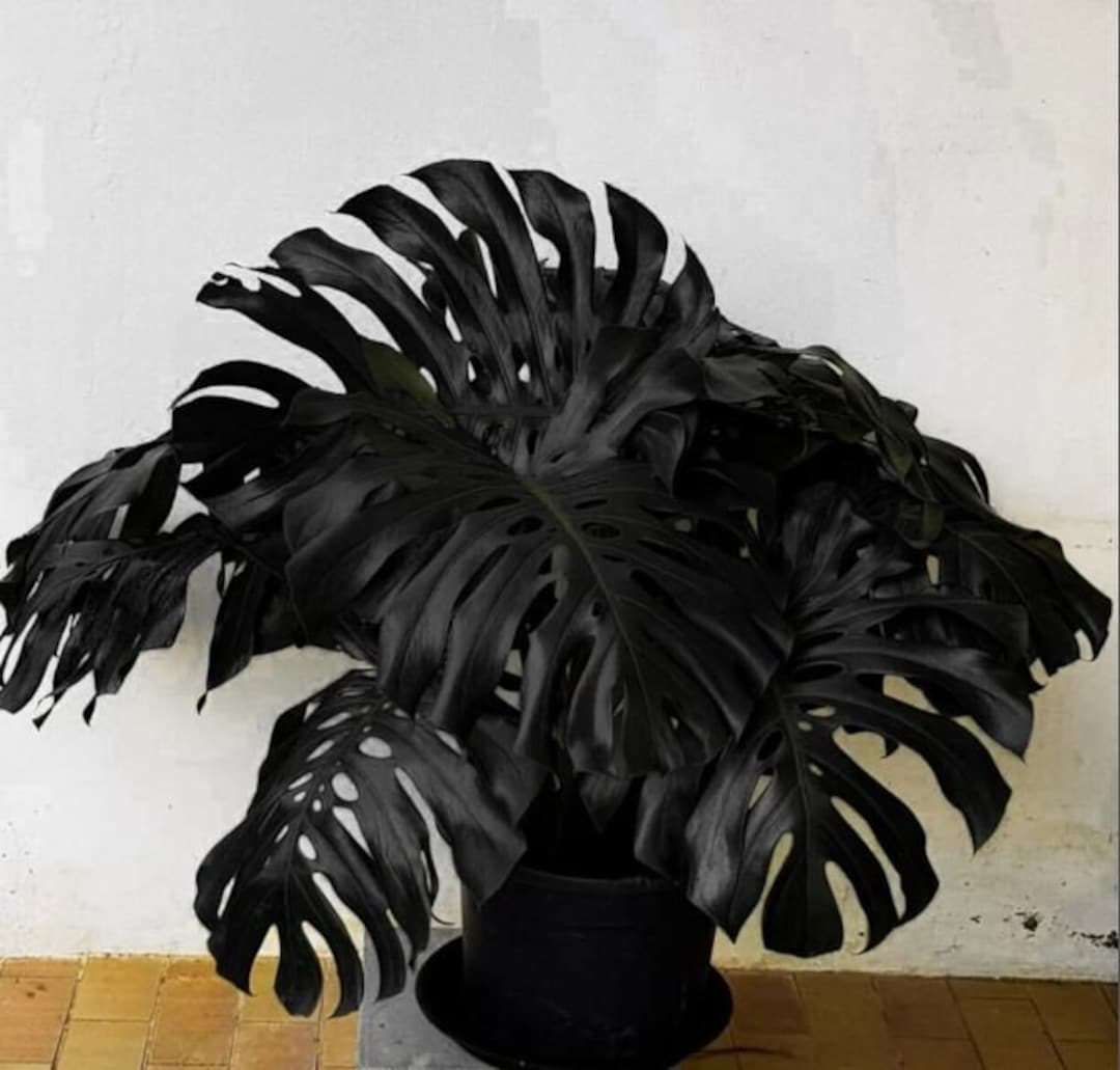 Seltene ALBO DARK BLACK Monstera Deliciosa 2 Bewurzelte Stecklinge ...