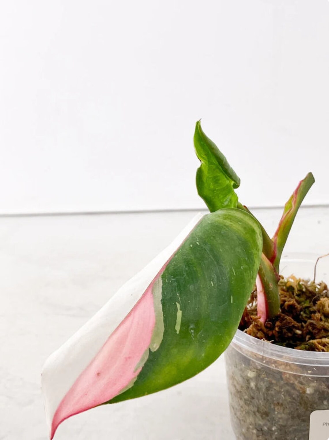 Philodendron White Princess Tricolor 2 Leaves Nodes Top Cutting Pot ...