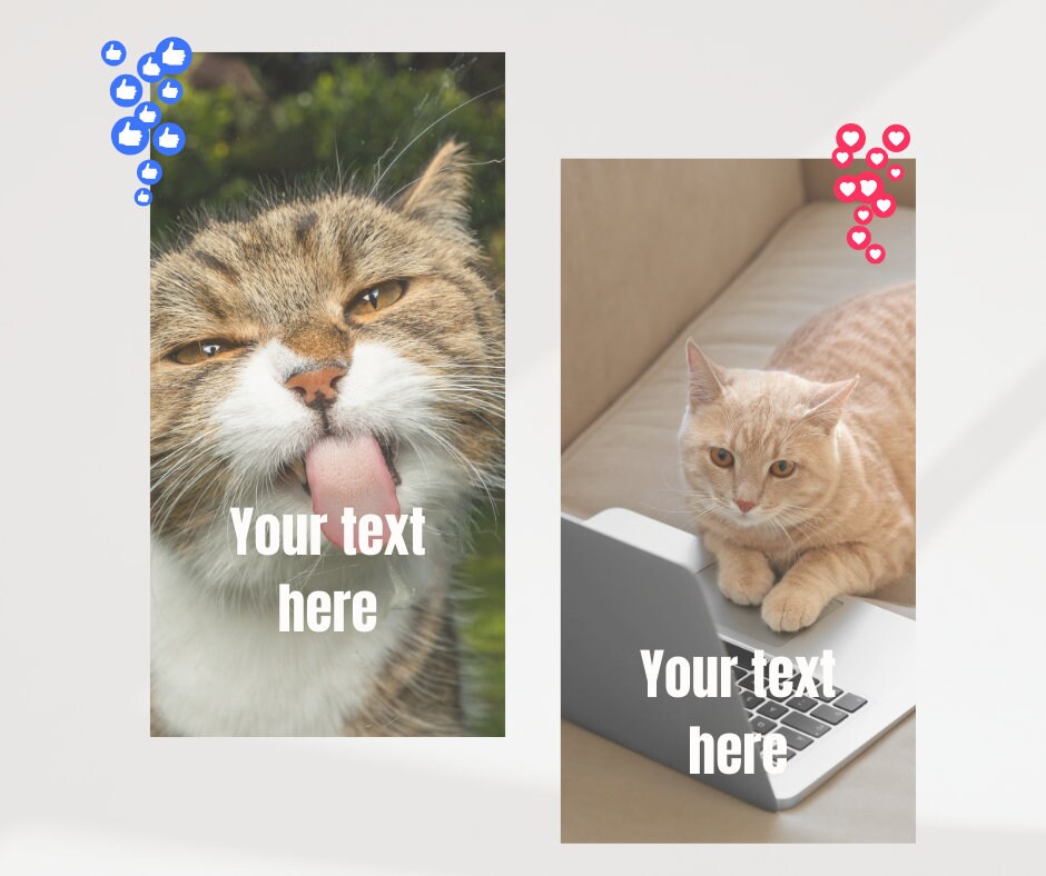 50 Funny Cat Videos | Hilarious Animal Videos Random Funny Videos ...