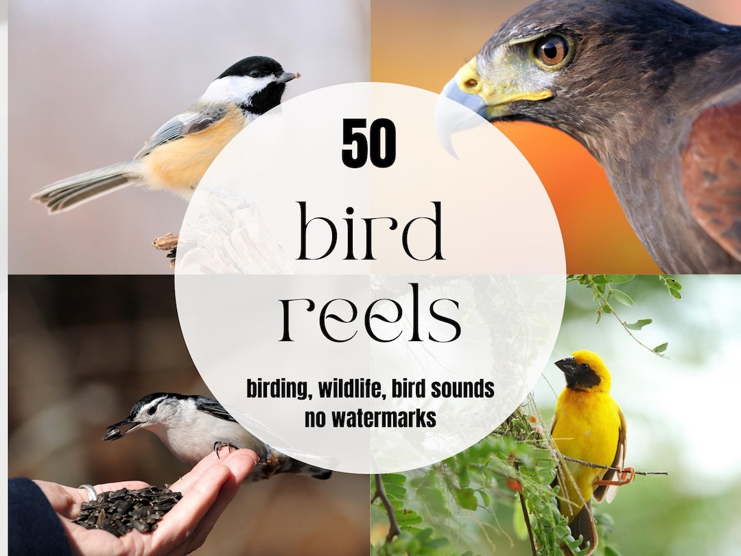 50 Bird Reels Bird Sounds Cinematic Video Clips Vlog Bird Videos ...