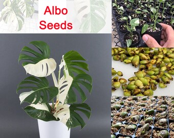 Variegated Monstera Seeds | Etsy