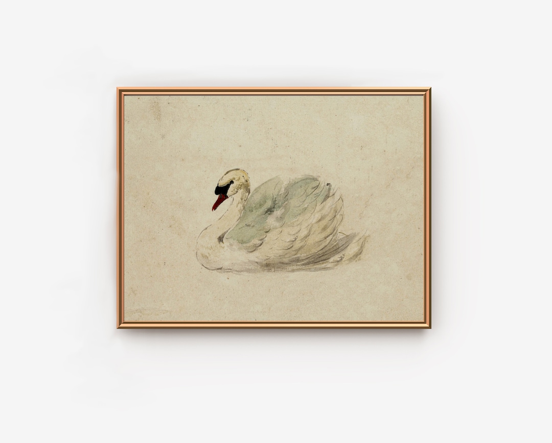 Swan Painting || Vintage Muted Neutral Bird Sketch Art Print || Digital ...