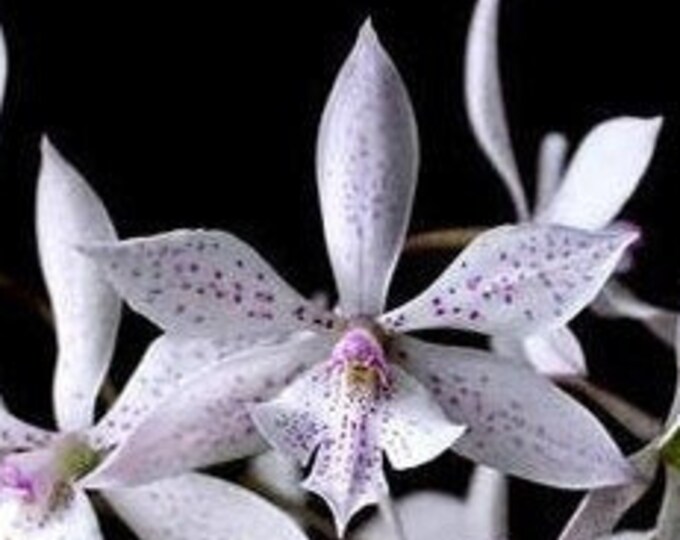 Epiarthron Kevin Mark Ragbir (caularthron Bicornutum × Epidendrum ...