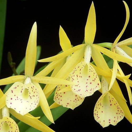 Bc. Yellow Bird B. Nodosa X Bc. Richard Mueller EASY - Etsy