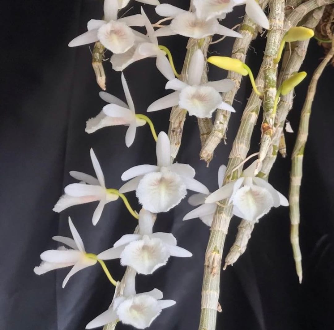 Dendrobium Polyanthum (syn. Cretaceum) - XL MOUNTED Species ORCHID - Etsy