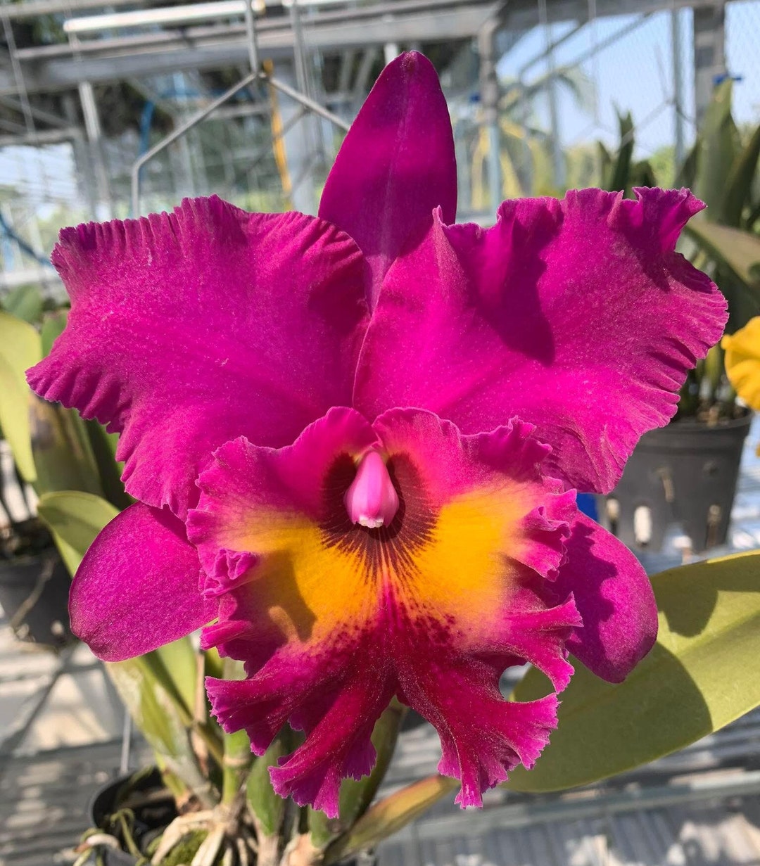 Rlc. Shang Ding 'red Dragon' - BLOOMING SIZE Bare Root Divisions - Etsy