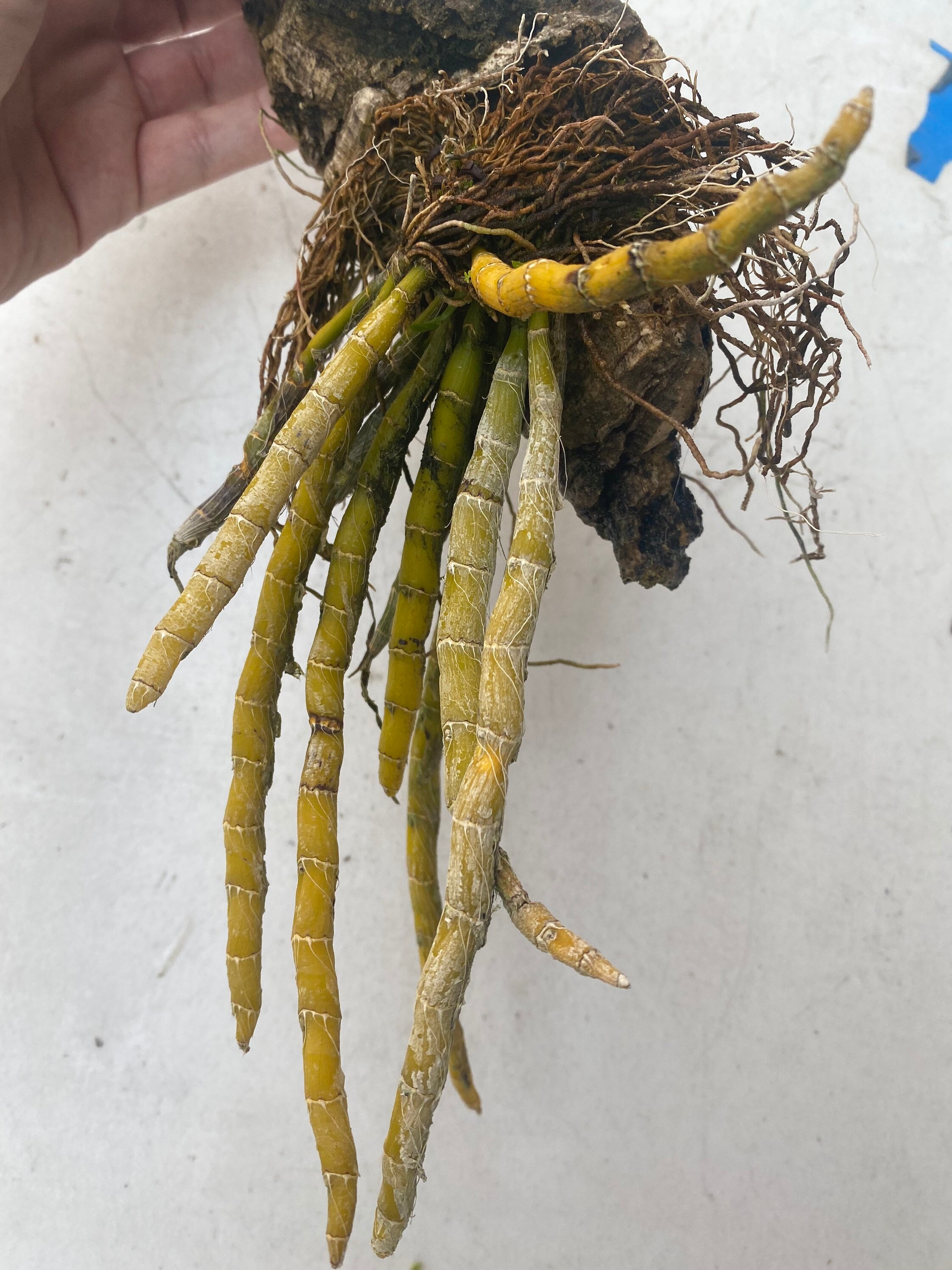 Dendrobium Polyanthum (syn. Cretaceum) - XL MOUNTED Species ORCHID - Etsy