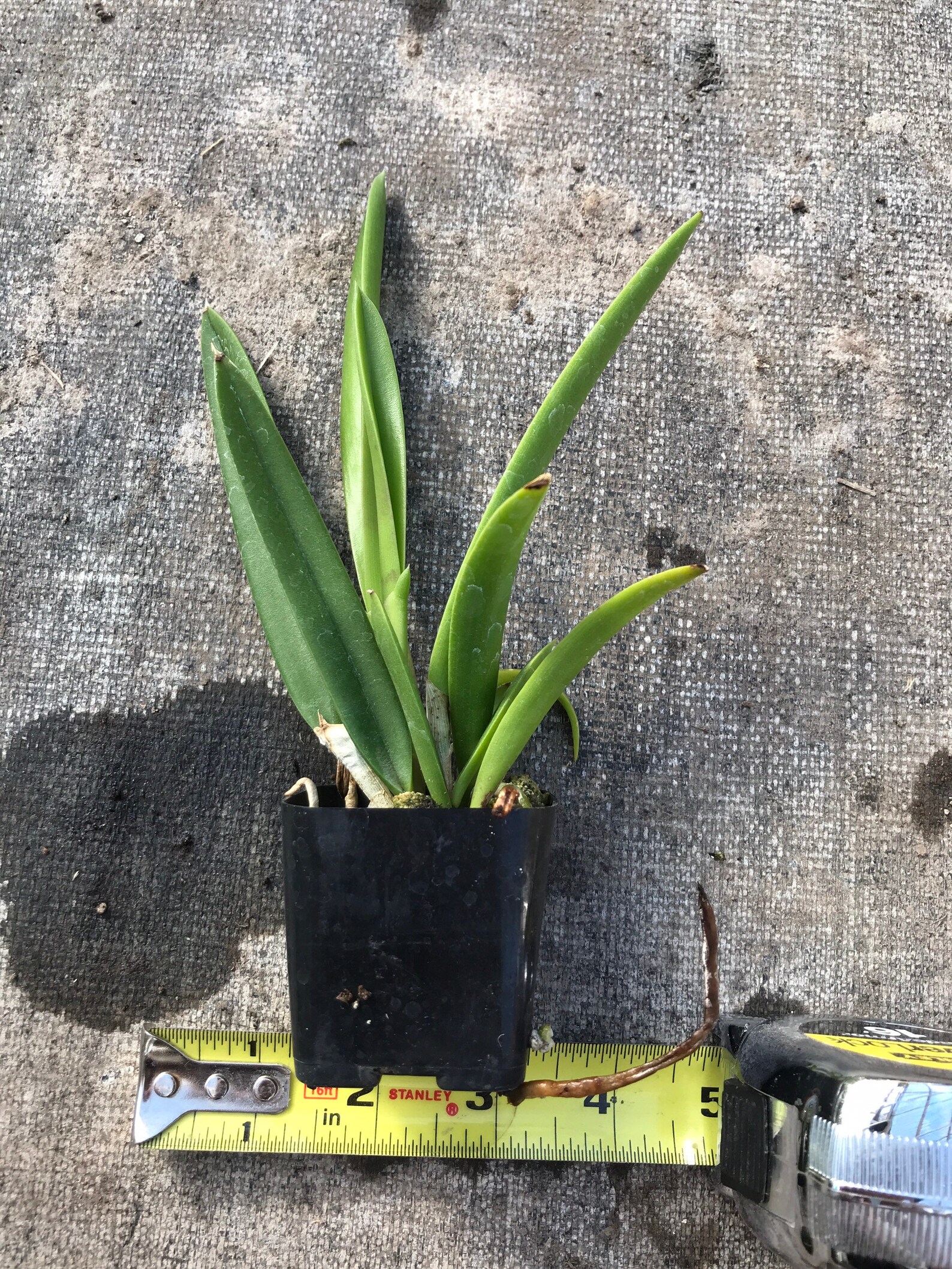 Bc. Yellow Bird B. Nodosa X Bc. Richard Mueller EASY - Etsy