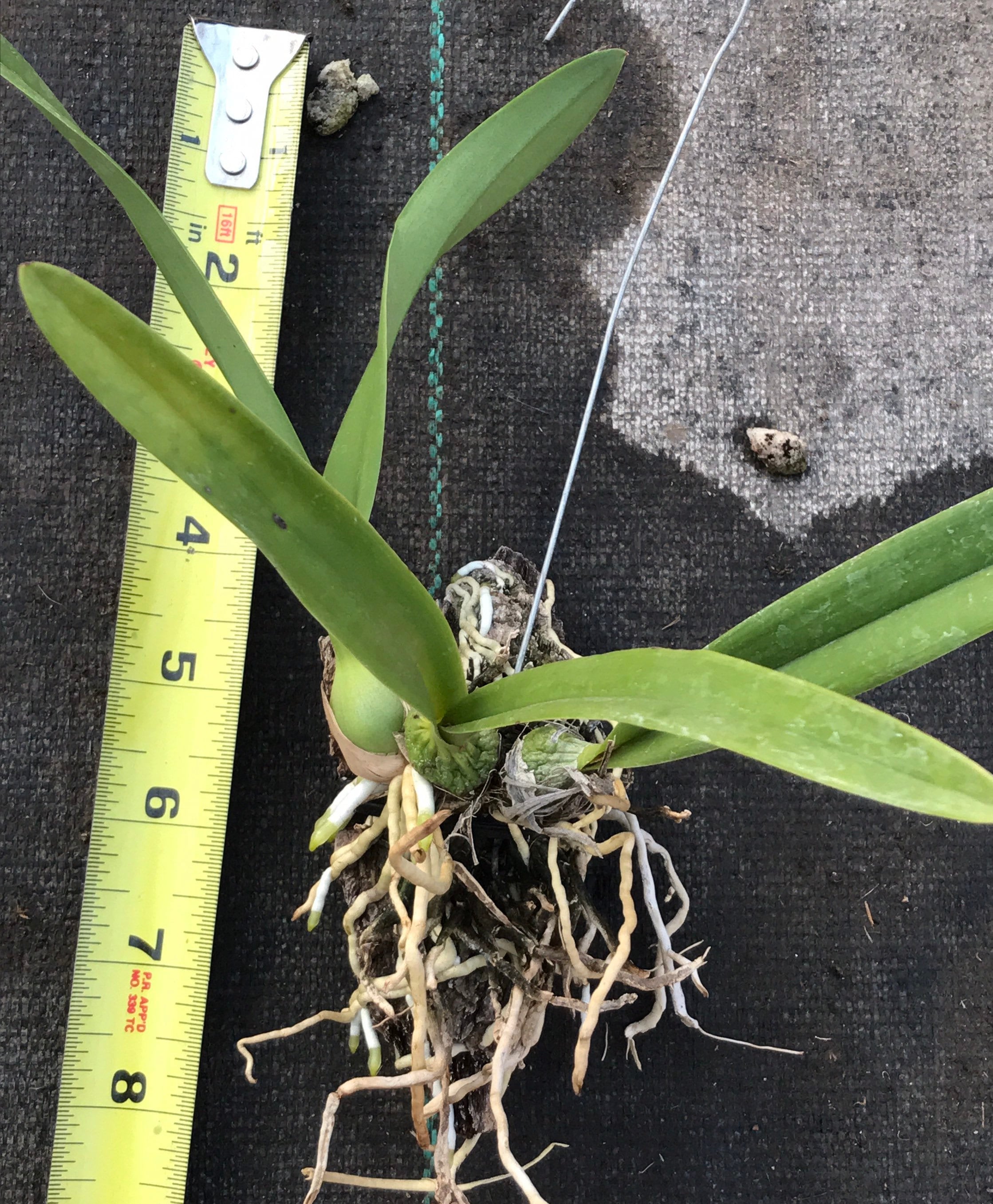 Encyclia Cordigera FRAGRANT SPECIES ORCHID Shipped Bare | Etsy