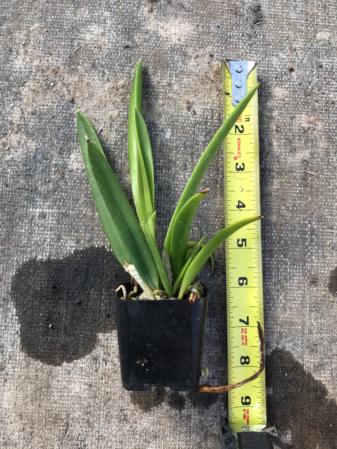 Bc. Yellow Bird B. Nodosa X Bc. Richard Mueller EASY - Etsy