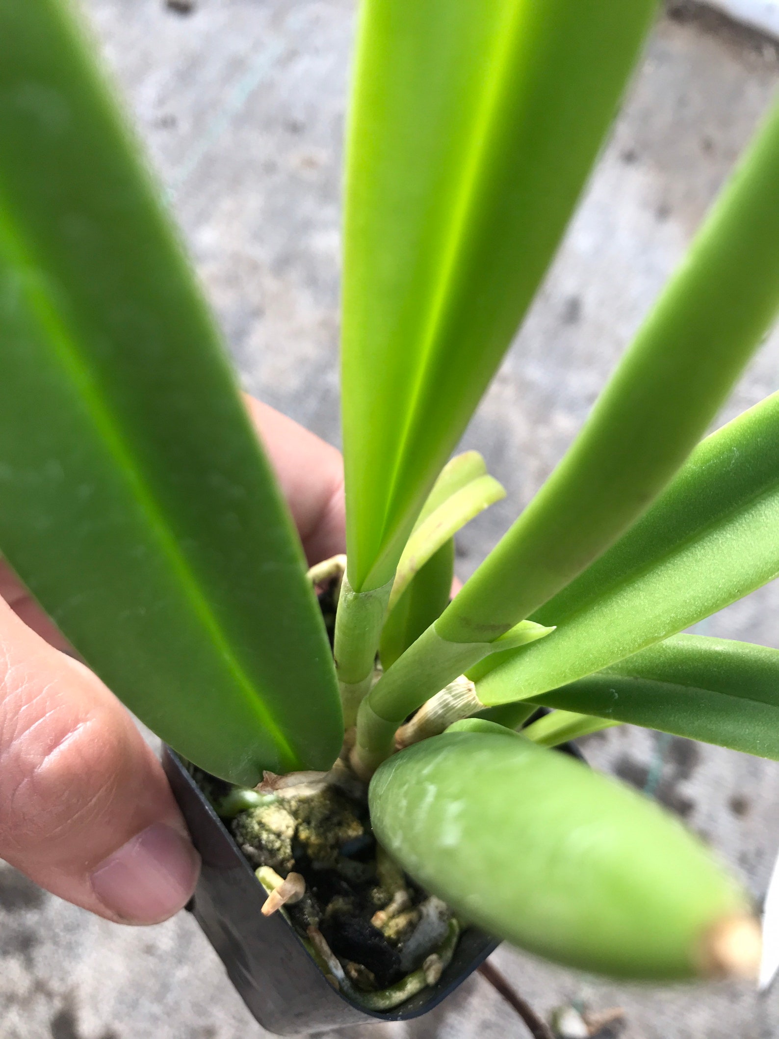 Bc. Yellow Bird B. Nodosa X Bc. Richard Mueller EASY - Etsy