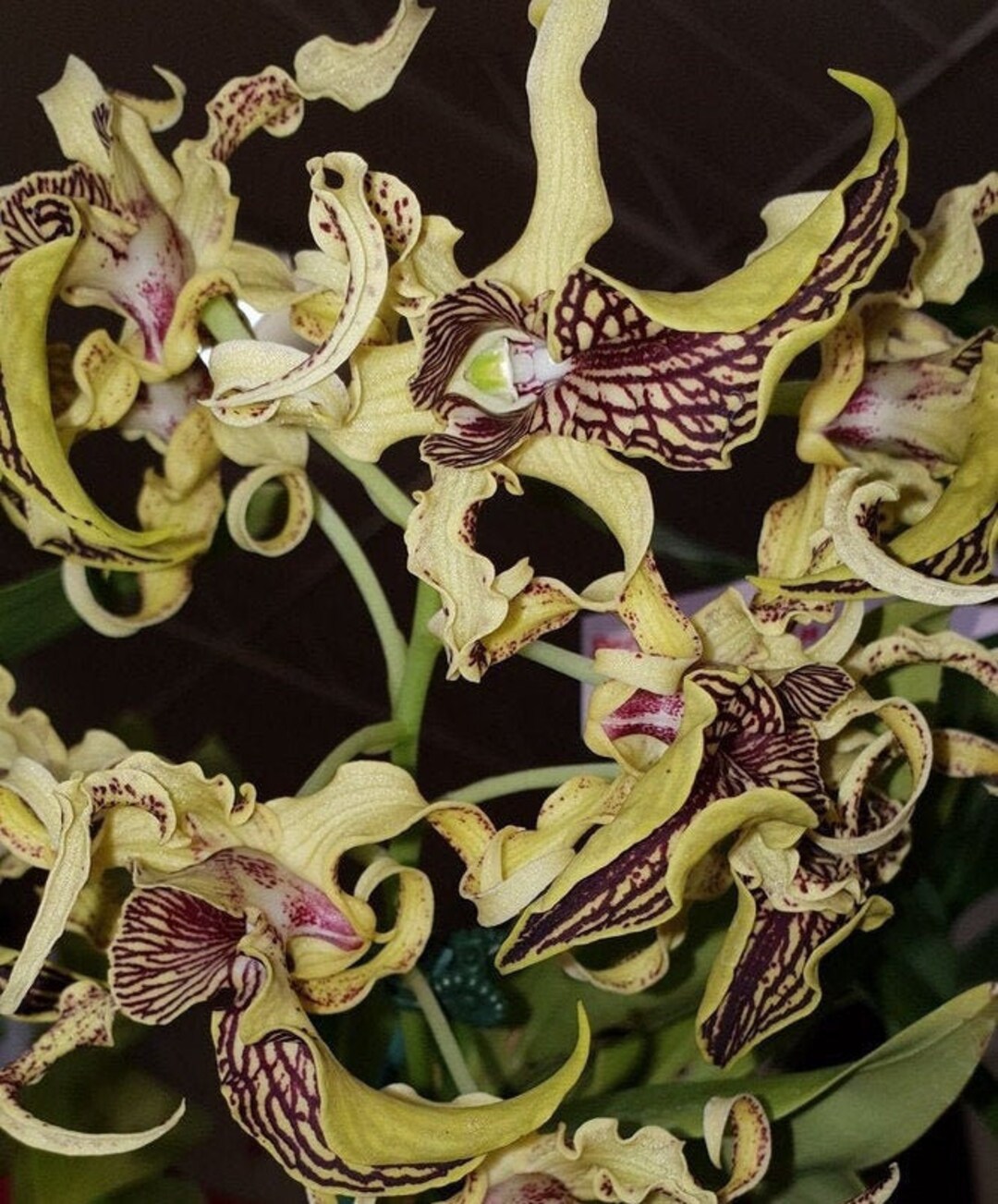 Dendrobium Spectabile INTRIGUING Flowers - Etsy