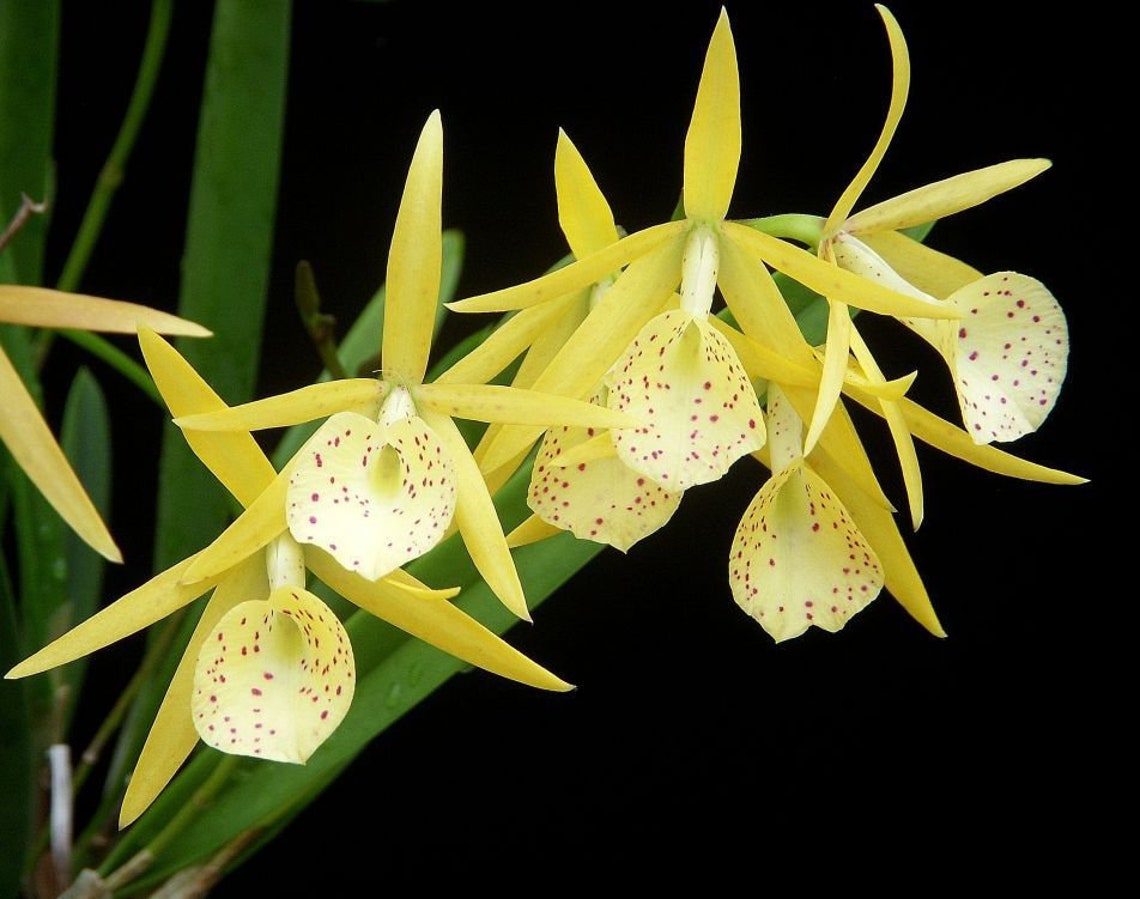 Bc. Yellow Bird B. Nodosa X Bc. Richard Mueller EASY | Etsy