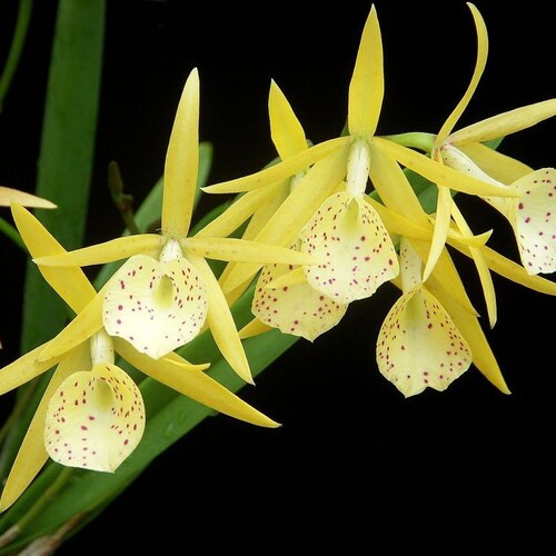 Bc. Yellow Bird B. Nodosa X Bc. Richard Mueller EASY - Etsy