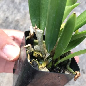 Bc. Yellow Bird - B. Nodosa X Bc. Richard Mueller - EASY GROWER ...