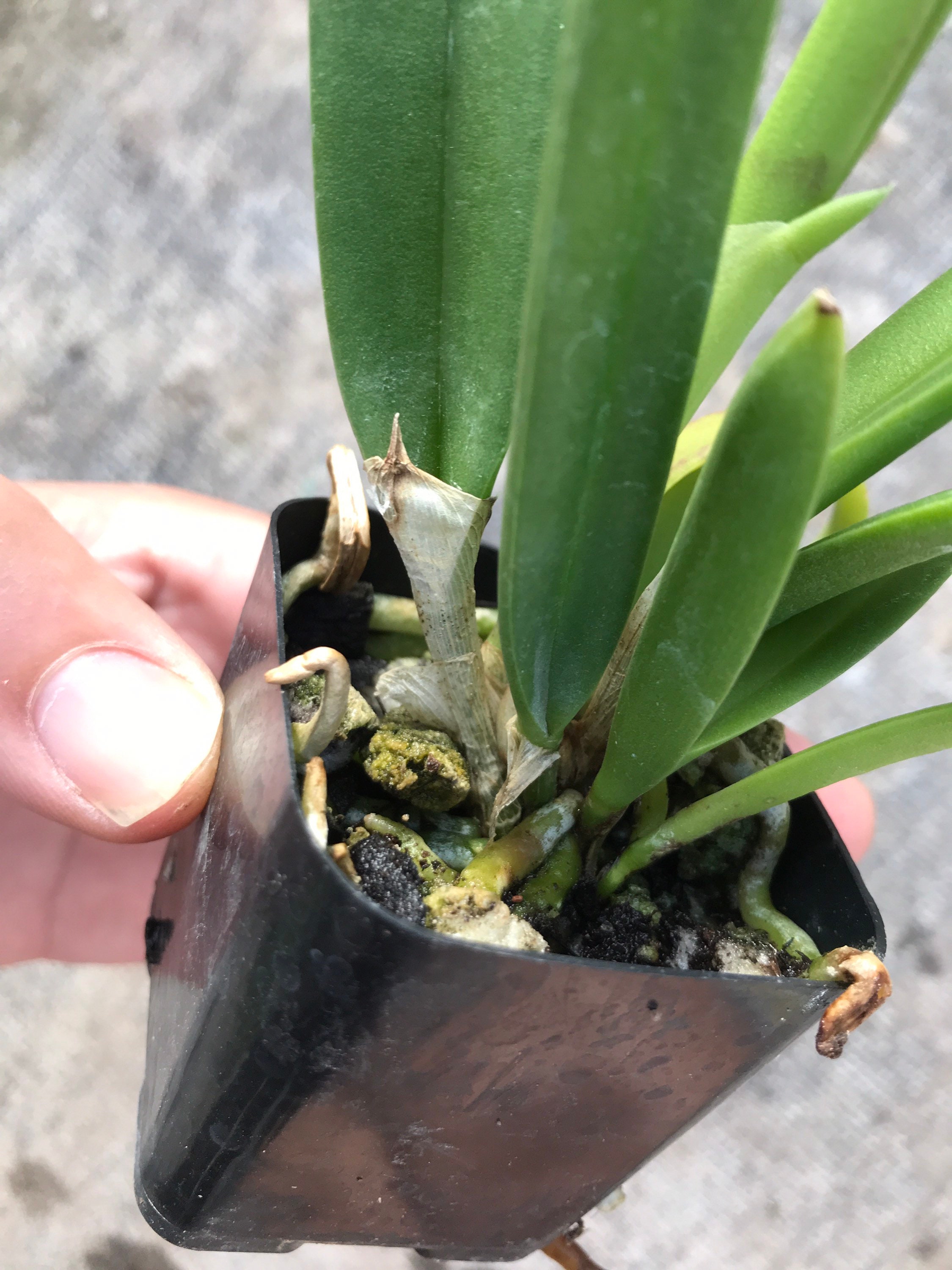 Bc. Yellow Bird B. Nodosa X Bc. Richard Mueller EASY | Etsy