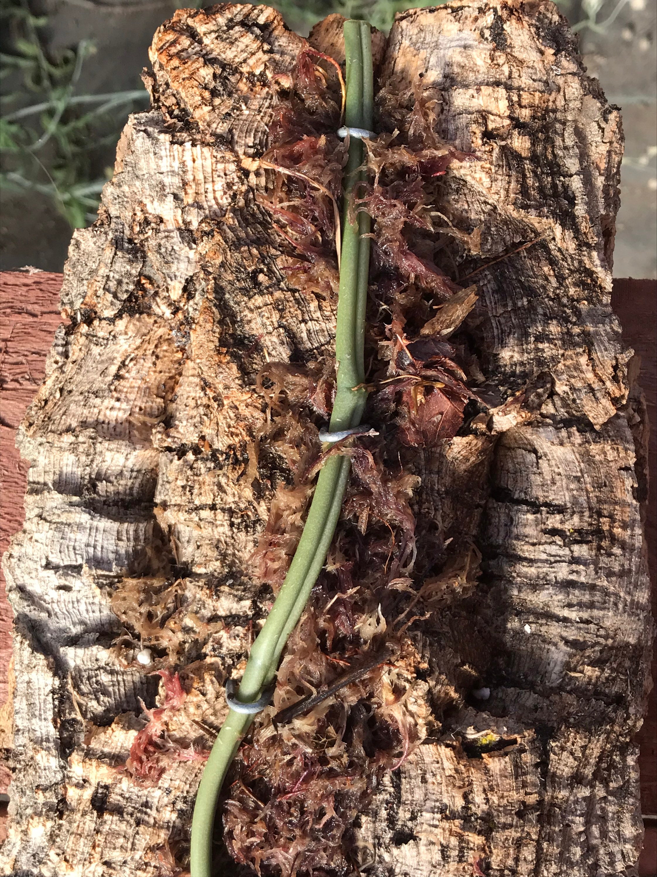 Vanilla aphylla 18 inches BARE ROOT | Etsy