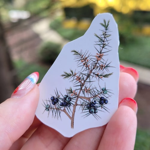 Juniper Sticker | Etsy