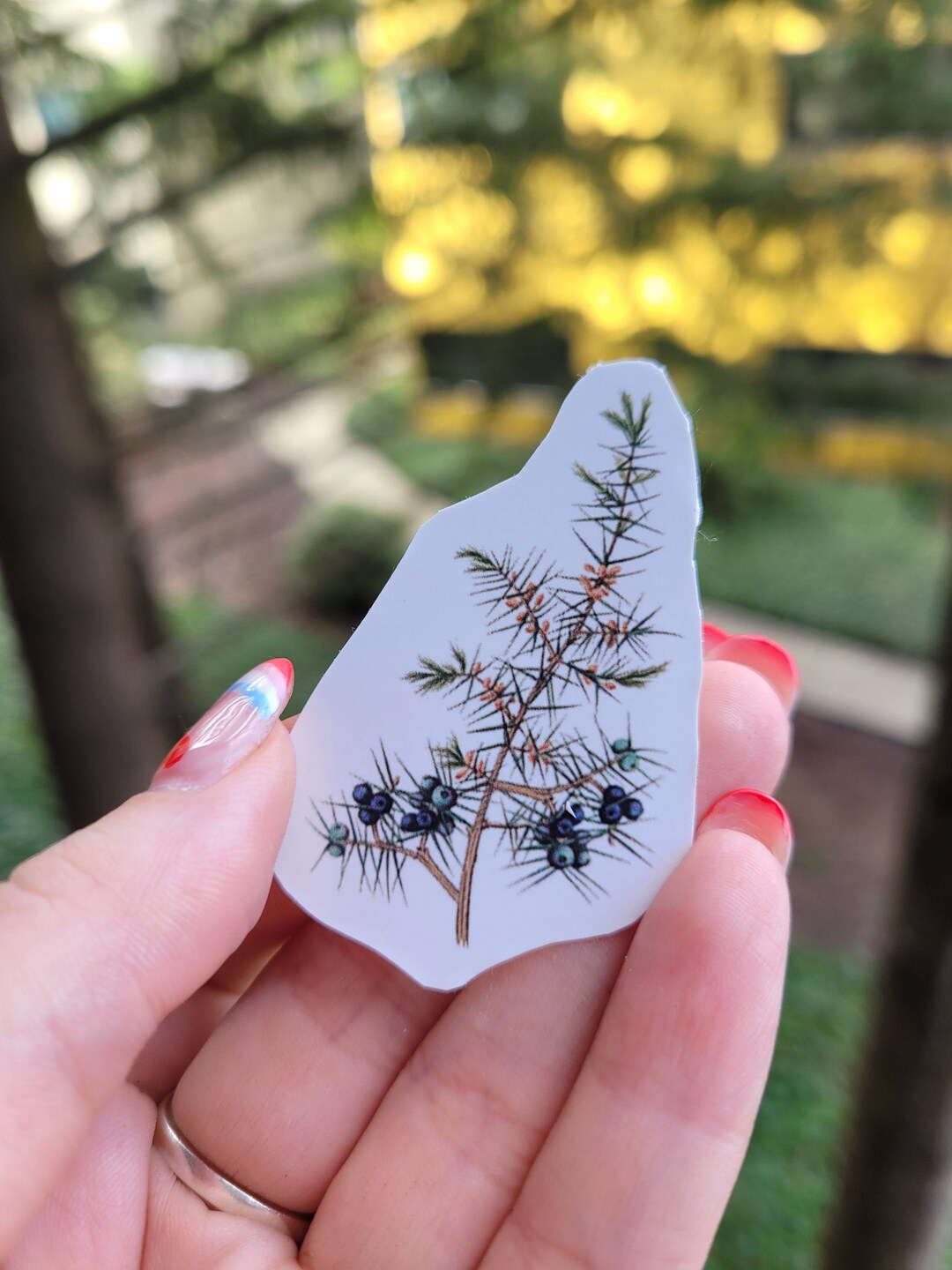 Juniper Sticker Small Hand Cut - Etsy