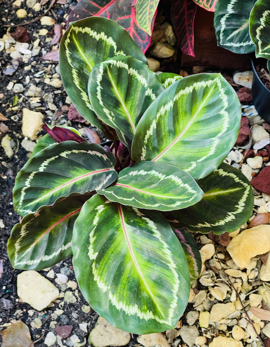 Calathea Dottie Live Fully Rooted Plant Plants | Etsy