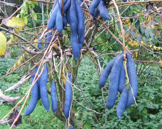 Blue Sausage Fruit Shrub {decaisnea Fargesii} Organic | Sweet Tasting ...