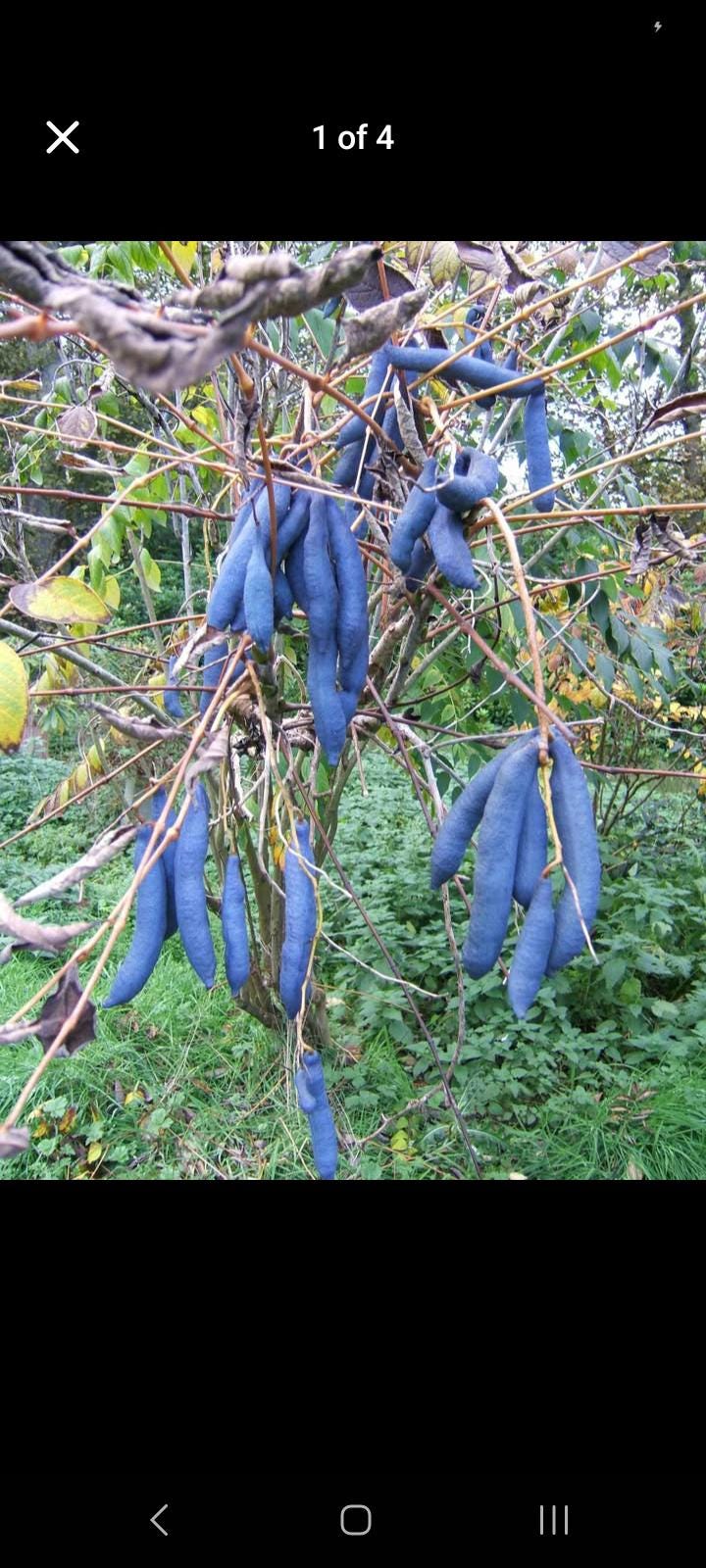 Rare and Unusual - Decaisnea Fargesii (dead Man's Fingers) Seeds - Etsy