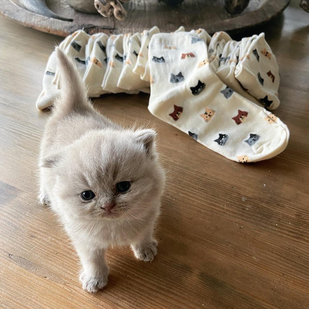 Cute Cat Socks - Etsy