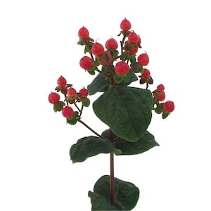 Hypericum Berries Live Plants, Rare Plant for Cut Flower Garden ...