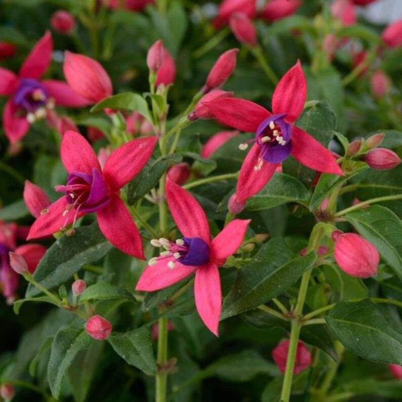 Fuchsia Live Plant, Hummingbird Magnet Flower Plant, 3-4" Pot - Etsy