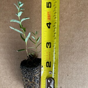 Live Eucalyptus Tree / Seedling Plugs – Fresh Aroma Perfect for Home ...