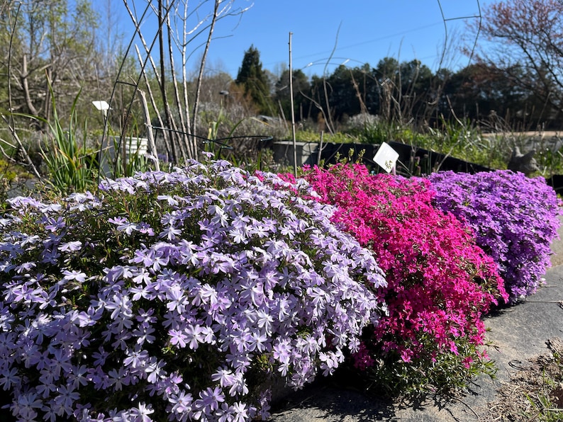 Creeping Phlox Live Plant, Healthy Plugs for Colorful Groundcover ...
