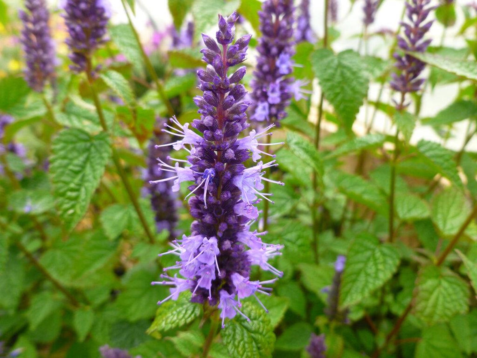 Agastache Live Plants: Hummingbird Mint, Hyssop Starter for Fragrant ...