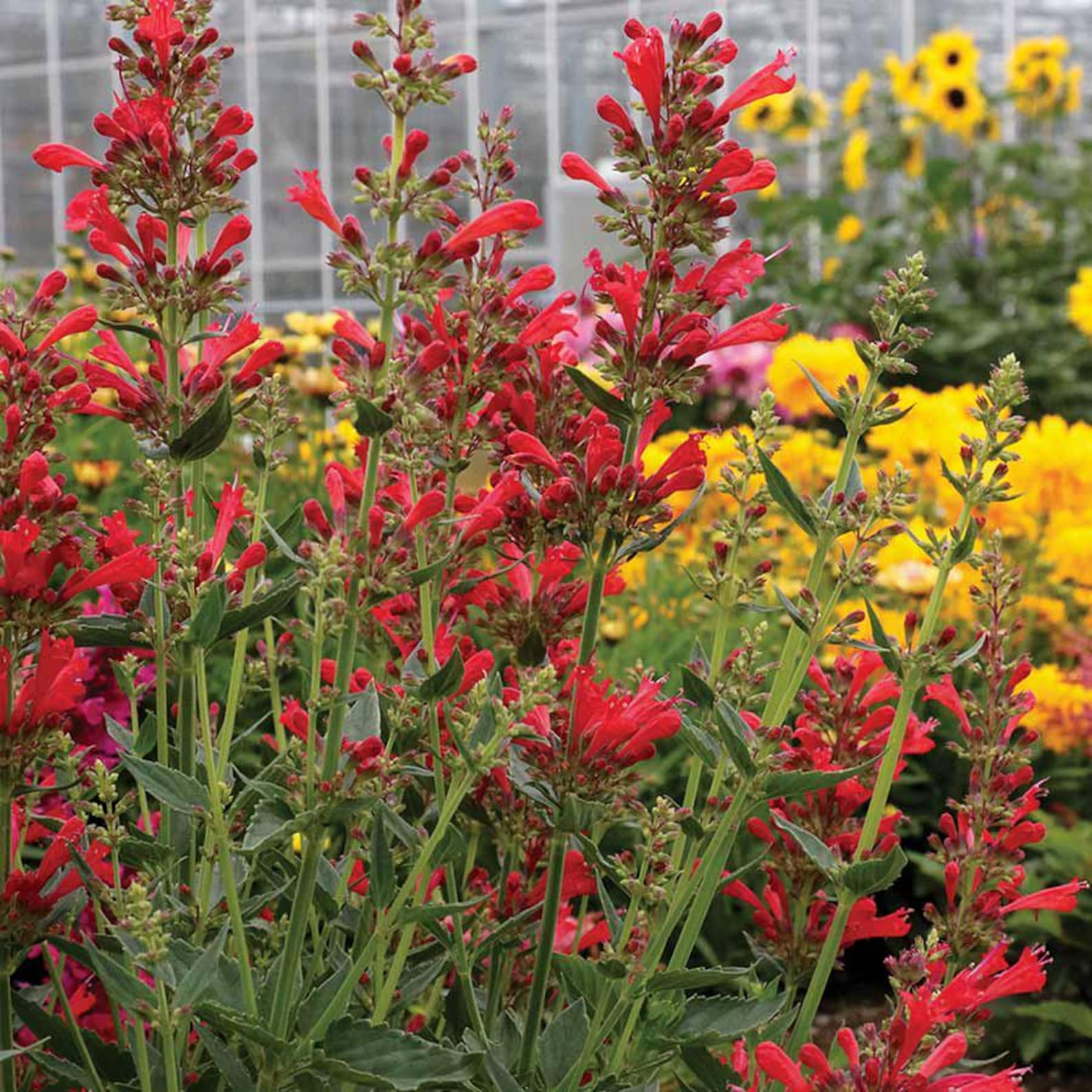 Agastache Live Plants: Hummingbird Mint, Hyssop Starter for Fragrant ...