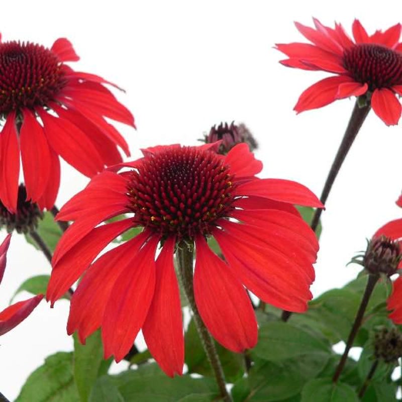 Echinacea - Etsy