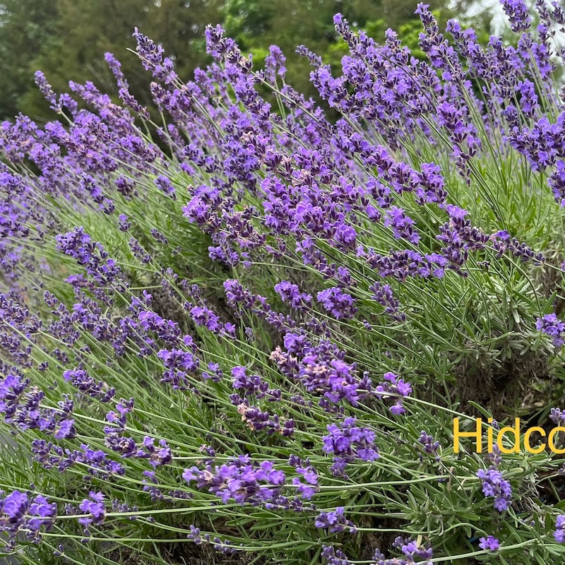 Lavender Plants Favors - Etsy