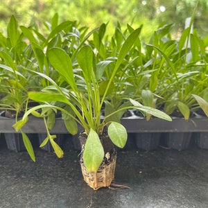 Coreopsis Solanna Sunset Burst, Tickseed Live Plant, Healthy Starter ...