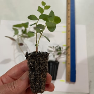 Live Eucalyptus Tree / Seedling Plugs – Fresh Aroma Perfect for Home ...