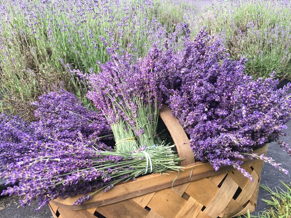 Flor De Lavanda Francesa Sin Flores De Lavanda Francesa Foto De Stock