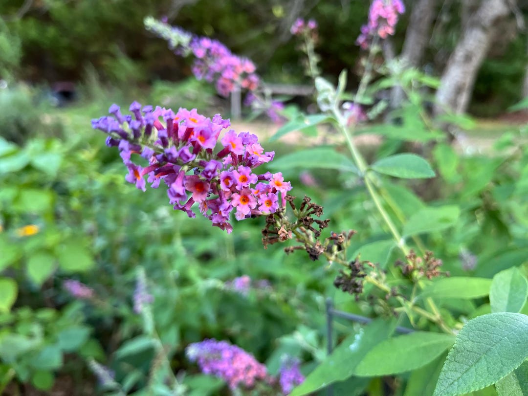 Bicolor Butterfly Bush Buddleia Davidii Plant Live, Spectacular ...