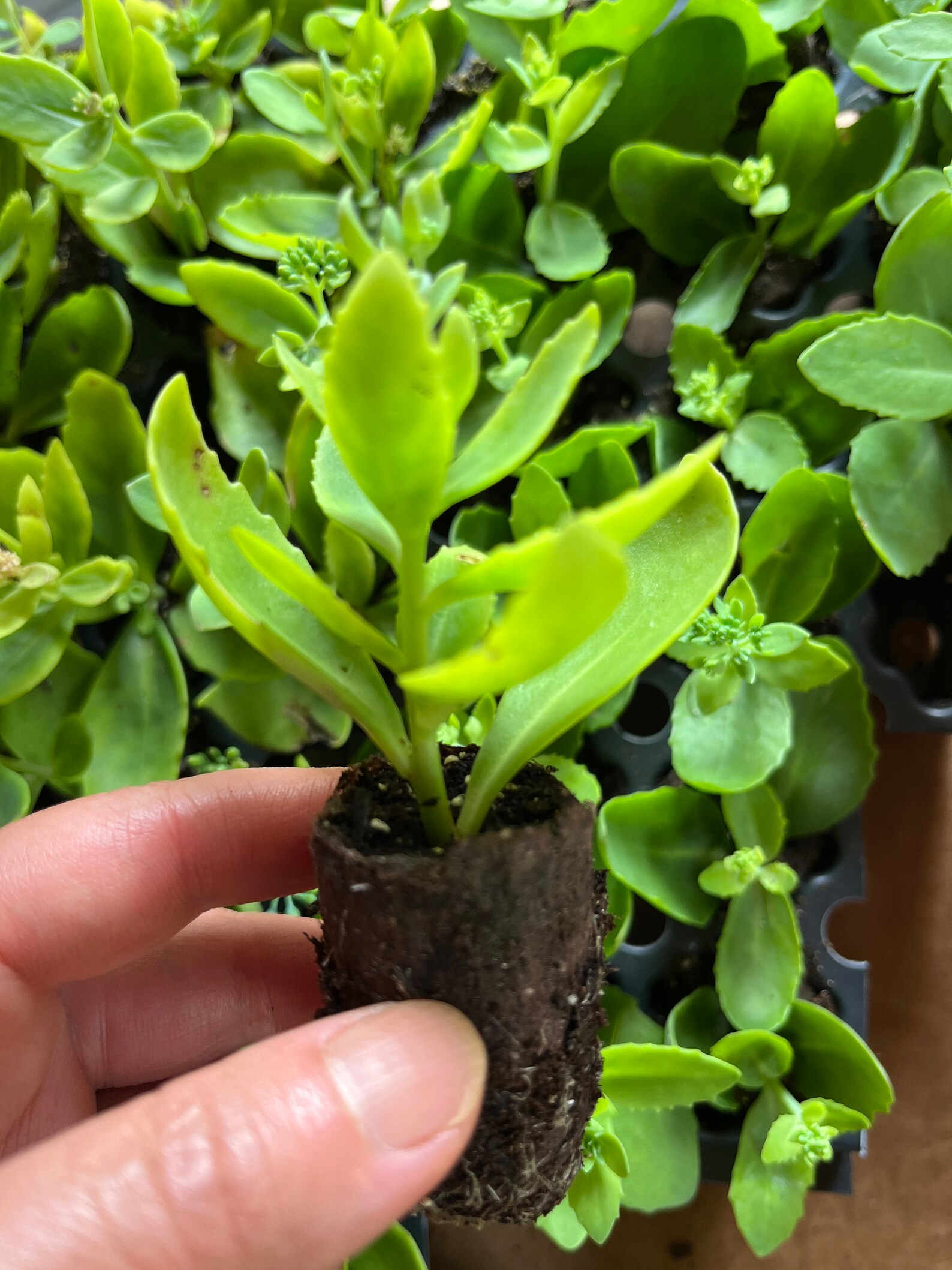 Sedum Live Plants, Well-rooted Plugs, Buy 5 Get 1 for FREE - Etsy