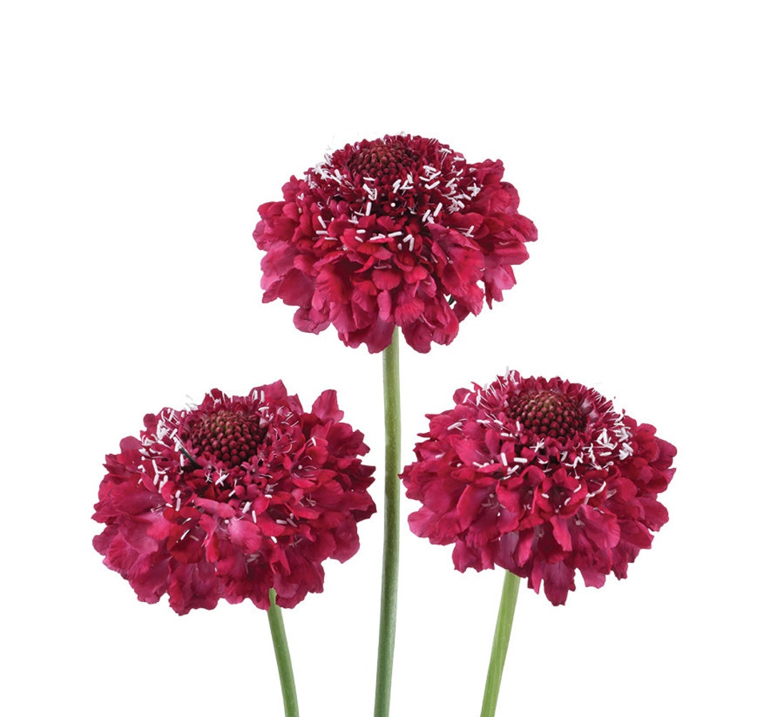 Scabiosa Focal Scoop Pincushion Flower Plant for Cut Flower Garden ...