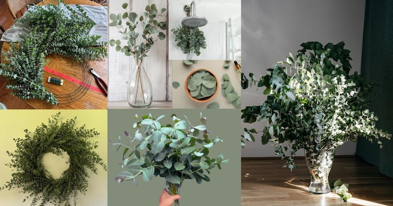 Fresh Eucalyptus Shower Bundle, Aromatic Eucalyptus Bunch for Decor ...