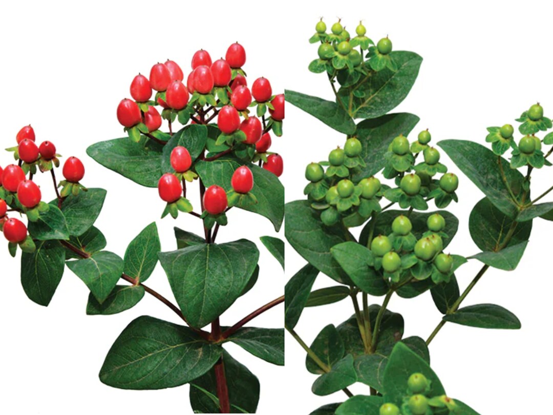 Hypericum Berries Live Plants, Rare Plant for Cut Flower Garden ...