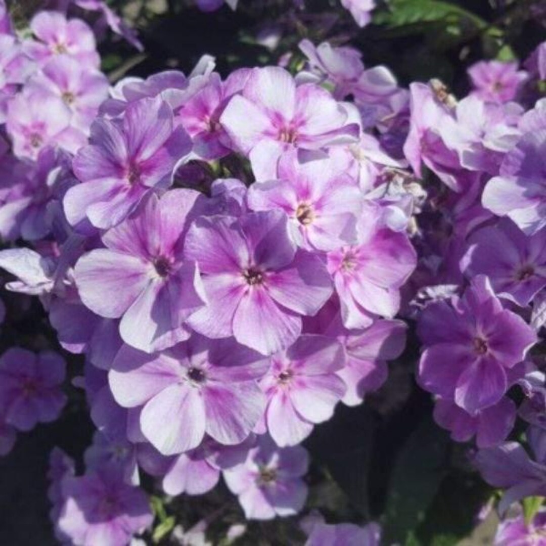 Garden Phlox Plant - Live Perennial Flowers for Pollinators, Fragrant ...